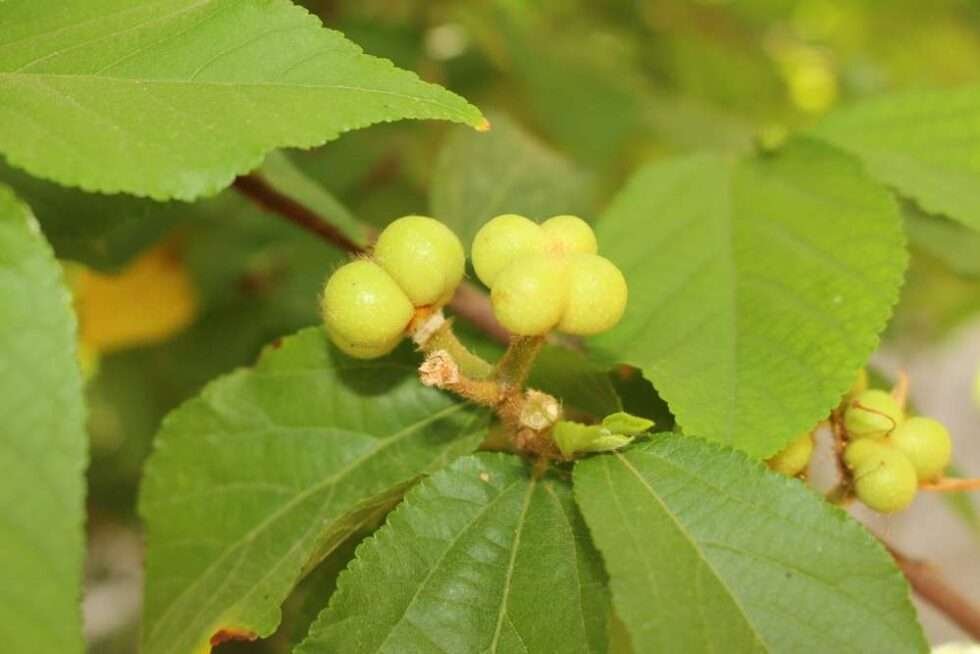 Crossberry - Welcome To Zambia